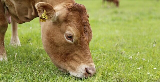 Πληρωμές για δράσεις βιολογικής κτηνοτροφίας - Σε ποιες Περιφέρειες ...
