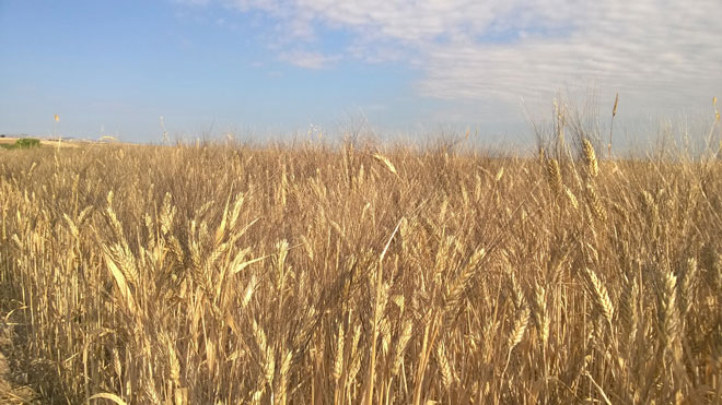 Σκληρό σιτάρι: Τα ποσά της συνδεδεμένης για την περίοδο 2023 - 2027 ...