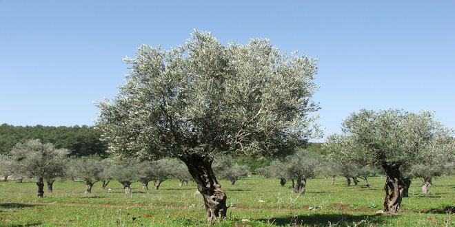Ελιά: Η κατάλληλη εποχή για την καταπολέμηση των σκωληκόμορφων ακάρεων ...