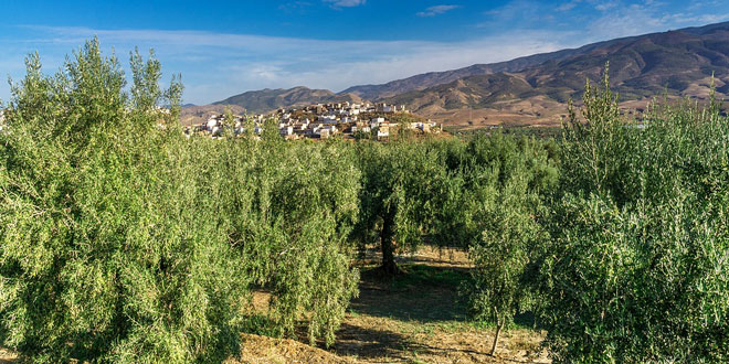 Πρόγραμμα καταπολέμησης του δάκου: Η κατανομή προσωπικού ανά Π.Ε ...