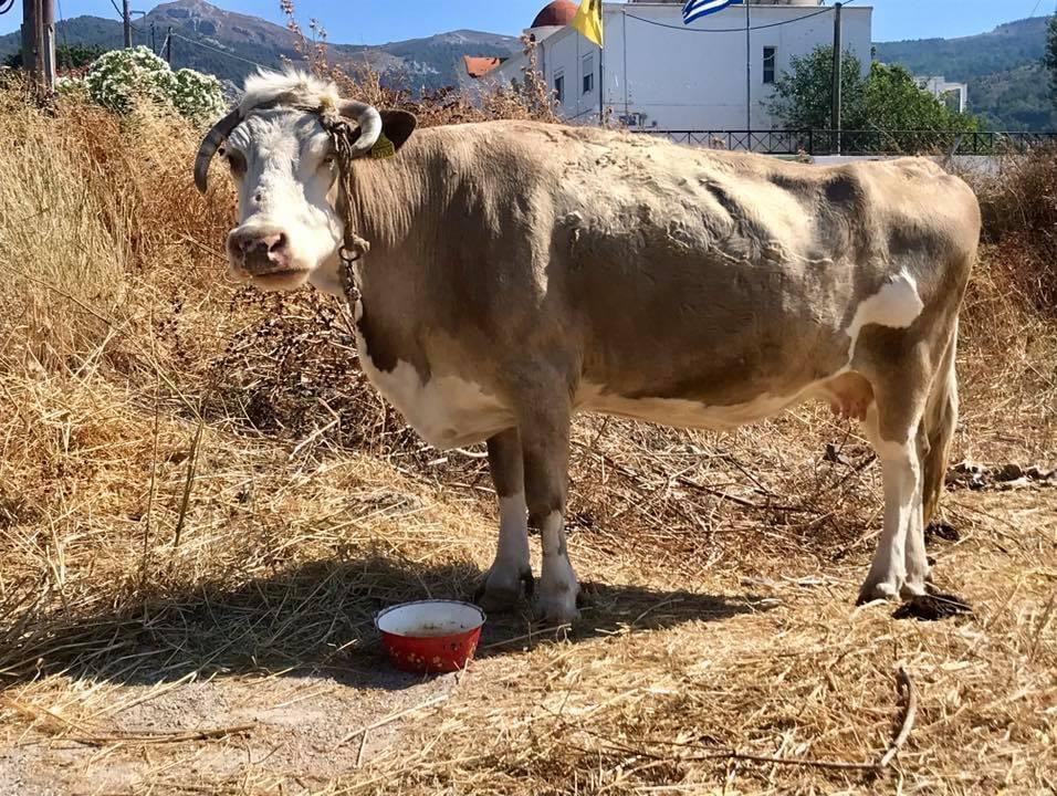 Συνεχής και παράνομη κακοποίηση αγελάδων στην Κω - Ελληνική Γεωργία